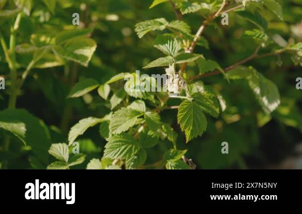 Raspberries sprout Stock Videos & Footage - HD and 4K Video Clips - Alamy