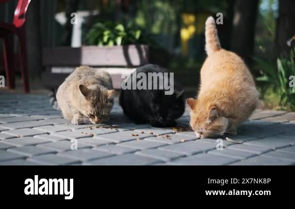 Three stray cats, a tabby, a black, and a ginger, eagerly eat dry food ...
