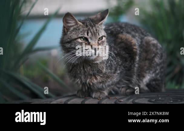A tabby stray cat sits perched on a manhole cover, its piercing green ...
