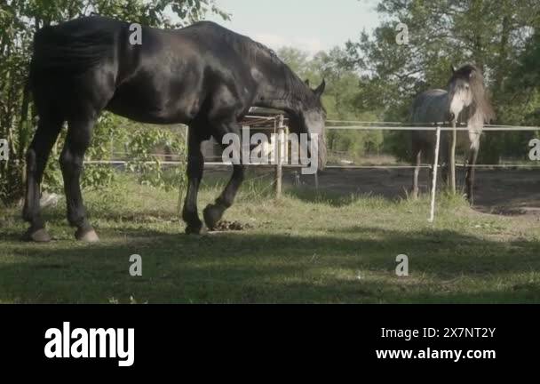 Electric shepherd Stock Videos & Footage - HD and 4K Video Clips - Alamy