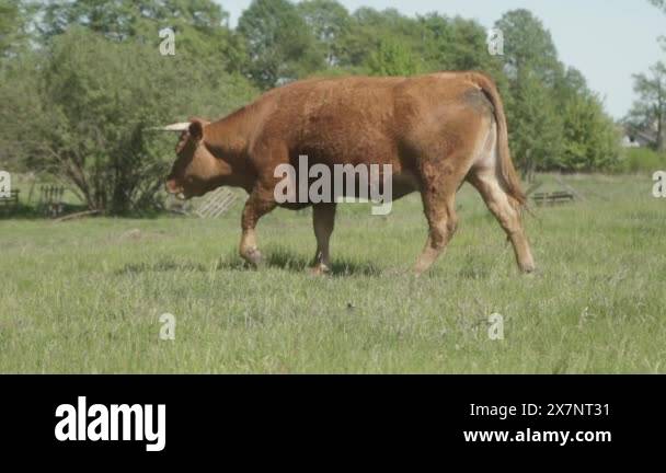 A cash cow walks through a pasture and chews grass. Grazing cows in a ...