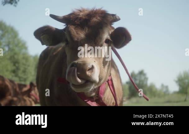 A cow with tags on her ears shakes her head to ward off annoying flies ...