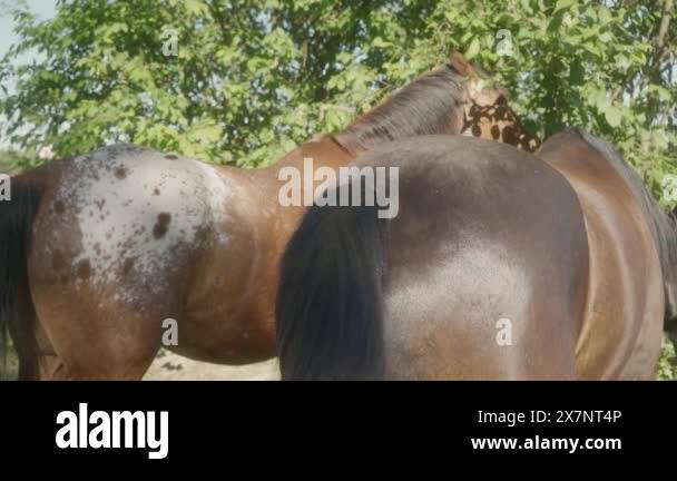 Rump horse Stock Videos & Footage - HD and 4K Video Clips - Alamy