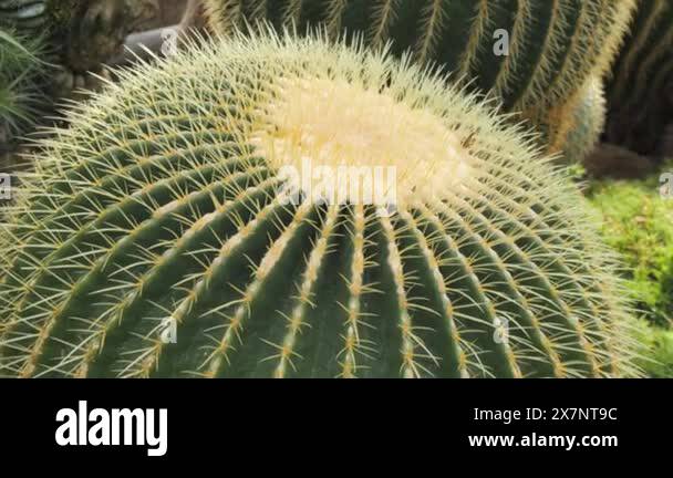 Pointy fruits Stock Videos & Footage - HD and 4K Video Clips - Alamy