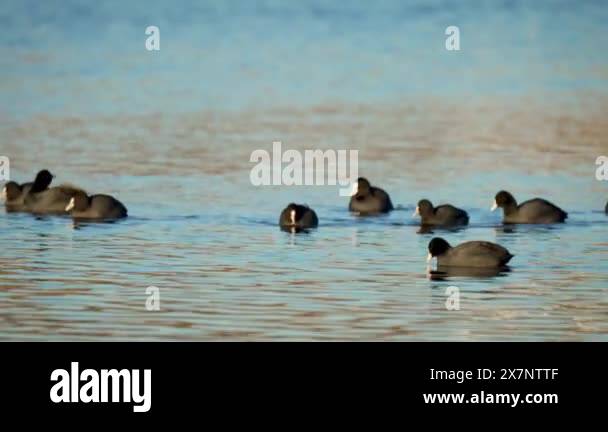 Flock of Ducks Peacefully Floating on Winter Lake Surface. Large group ...