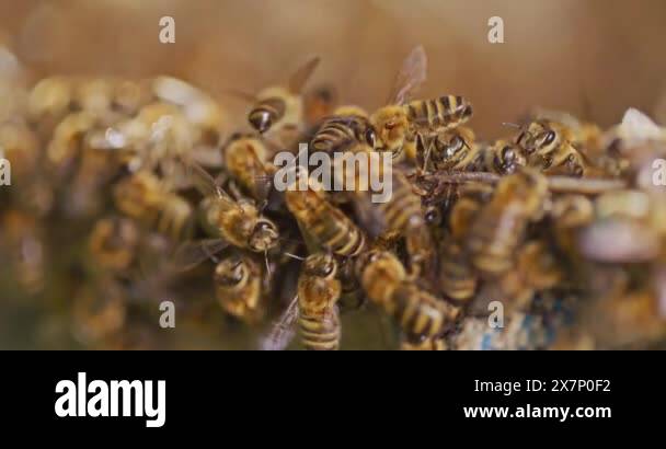 Bees making hive Stock Videos & Footage - HD and 4K Video Clips - Alamy