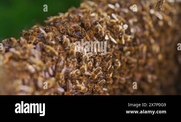 Bees swarm within Stock Videos & Footage - HD and 4K Video Clips - Alamy