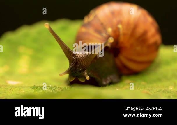 Snail head close up Stock Videos & Footage - HD and 4K Video Clips - Alamy
