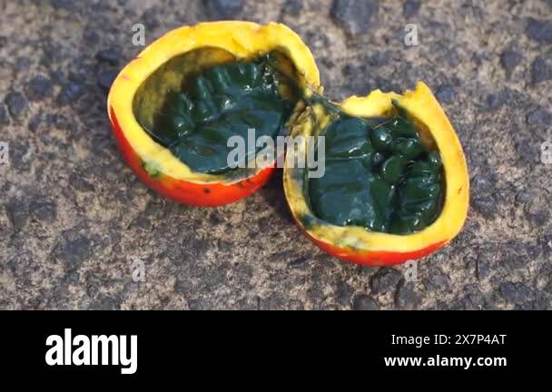 Trichosanthes tricuspidata (Kalayar, Makal, redball snake gourd) fruit ...