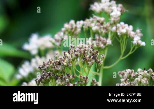 Common colds Stock Videos & Footage - HD and 4K Video Clips - Alamy