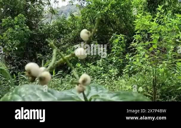 Chloranthus officinalis (Chloranthus erectus, Lowland Chloranthus, Rami ...