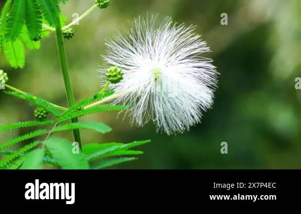 Kaliandra putih (Calliandra tetragona, Zapoteca tetragona) flower ...