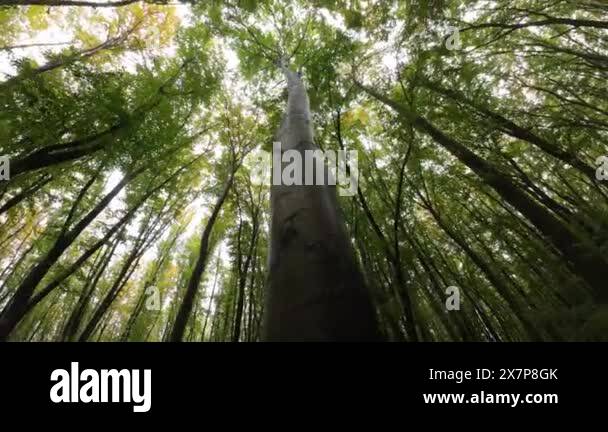 Tall beech tree Stock Videos & Footage - HD and 4K Video Clips - Alamy