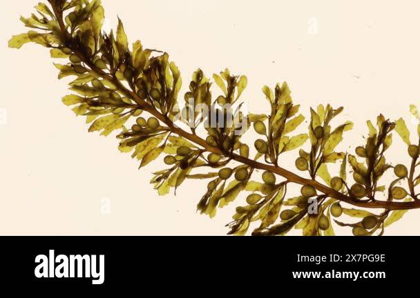 Sargassum muticum brown seaweed with round gas-filled floats. Japanese ...