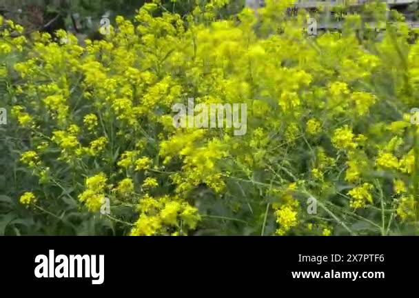 Rich in yellow color Stock Videos & Footage - HD and 4K Video Clips - Alamy