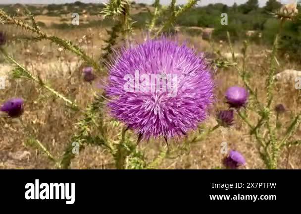 Two genera Stock Videos & Footage - HD and 4K Video Clips - Alamy