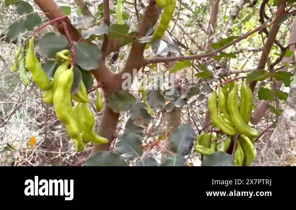 Flowering evergreen tree Stock Videos & Footage - HD and 4K Video Clips ...