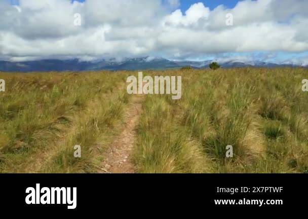 Trail through the countryside with tall grasses on both sides on a ...