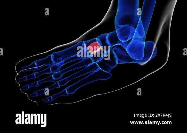 Intermediate cuneiform foot bones anatomy for medical Concept 3D ...
