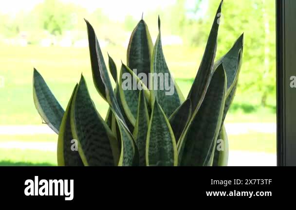 Snake plant sansevieria Stock Videos & Footage - HD and 4K Video Clips ...