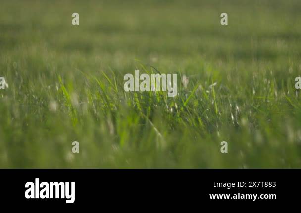 Grass plus Stock Videos & Footage - HD and 4K Video Clips - Alamy