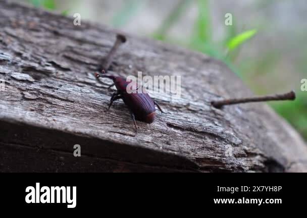 Red palm weevil (Rhynchophorus ferrugineus) is walking on a log ...