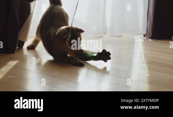 Domestic cat chasing Stock Videos & Footage - HD and 4K Video Clips - Alamy
