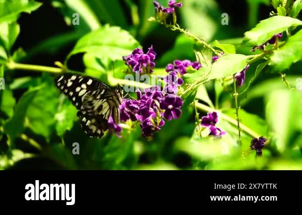 Butterfly flying concept. slow motion butterfly fly catching white ...