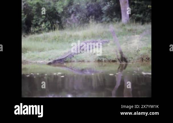 Nairobi, Kenya June 1969: Vintage footage of a crocodile in Kenya ...