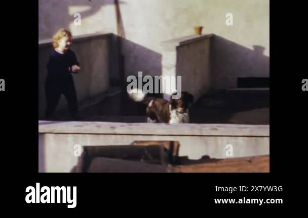 Berlin, Germany may 1967: Vintage footage of a family dog at home ...