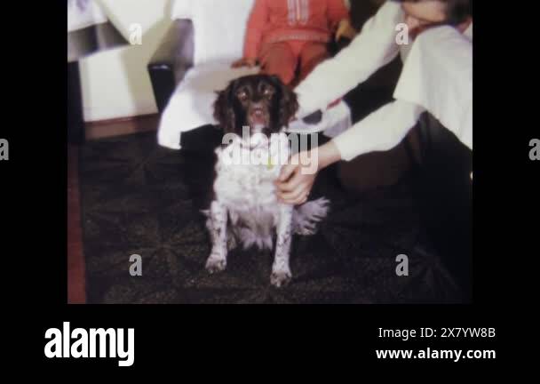 Berlin, Germany may 1967: Vintage footage of a family dog at home ...