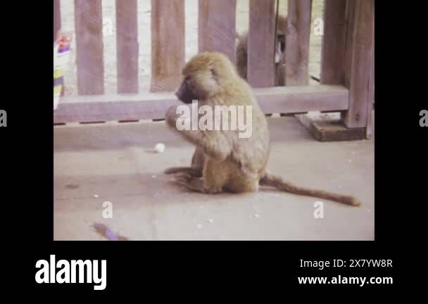 Nairobi, Kenya may 1969: Vintage footage of humans and monkeys together ...