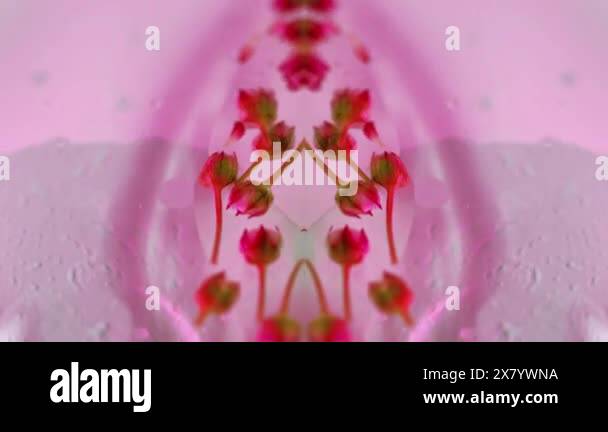 Buds blossom Stock Videos & Footage - HD and 4K Video Clips - Alamy