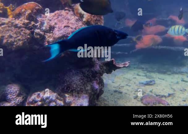 Elongated fish species Stock Videos & Footage - HD and 4K Video Clips ...