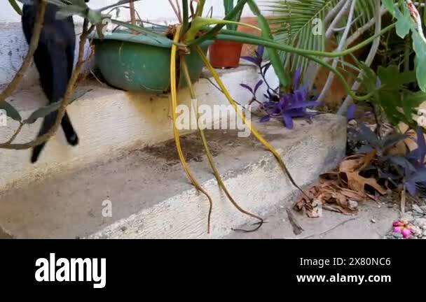 Cute stray cat hunt hunting eats cockroach insect on floor ground in ...