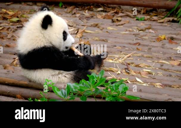 Chinese bear cub Stock Videos & Footage - HD and 4K Video Clips - Alamy