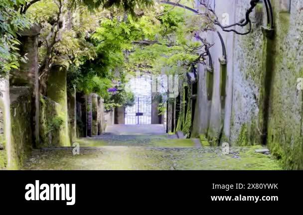 Overhanging foliage Stock Videos & Footage - HD and 4K Video Clips - Alamy