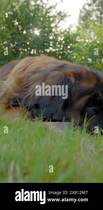 Tired leonberger dog lies on green grass lawn. Favourite pet dog waits ...
