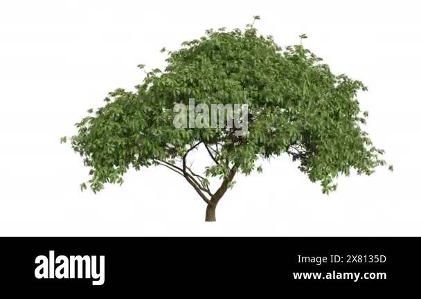 Isolated 3D realistic tree on the wind and black background with ...