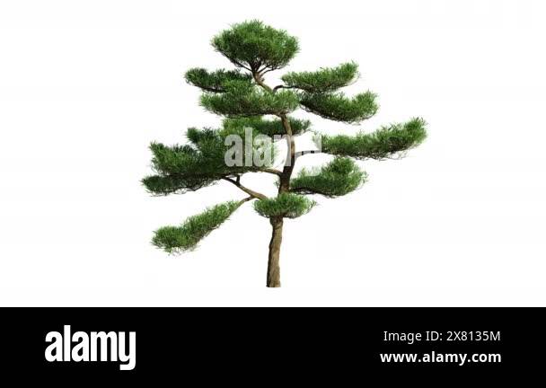 Isolated 3D realistic tree on the wind and black background with ...