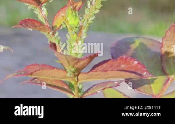 Green aphids on roses. Aphidoidea. Pests damage the plant and spread ...