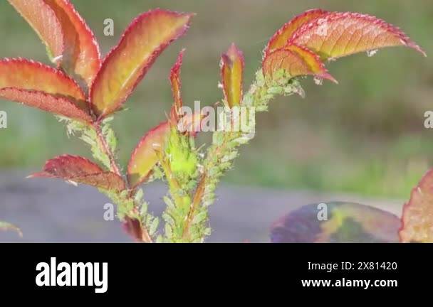 Green aphids on roses. Aphidoidea. Pests damage the plant and spread ...