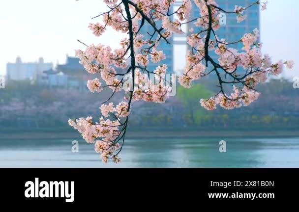 Blooming sakura cherry blossom branch against skyscraper building ...