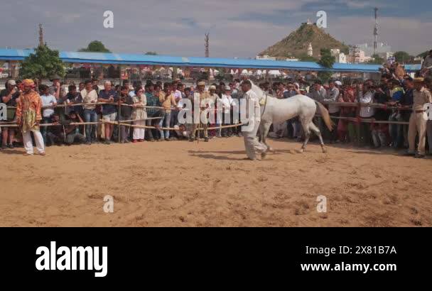 PUSHKAR, INDIA - NOVEMBER 6, 2019: Traditional festival horse dance ...