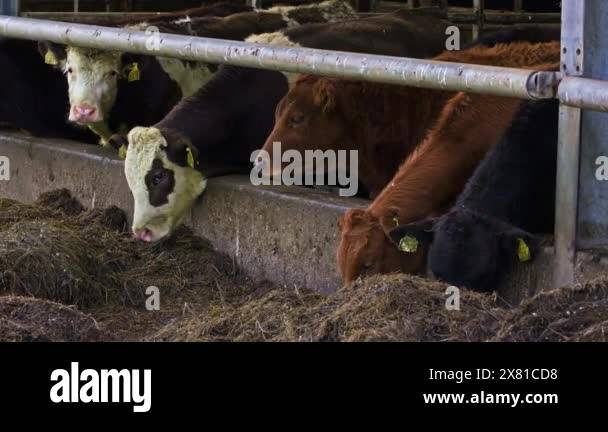 Cows identification Stock Videos & Footage - HD and 4K Video Clips - Alamy