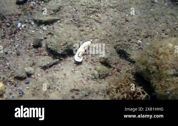 Carnivorous slug Stock Videos & Footage - HD and 4K Video Clips - Alamy