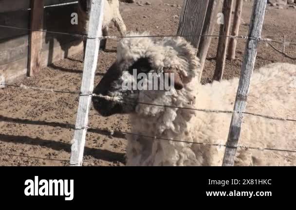 Sheep in rural farm corral. Sheep cattle. Sheep and textile industry ...