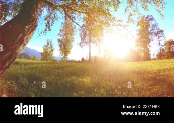 4K UHD of rural meadow at mountain landscape with green grass, trees ...