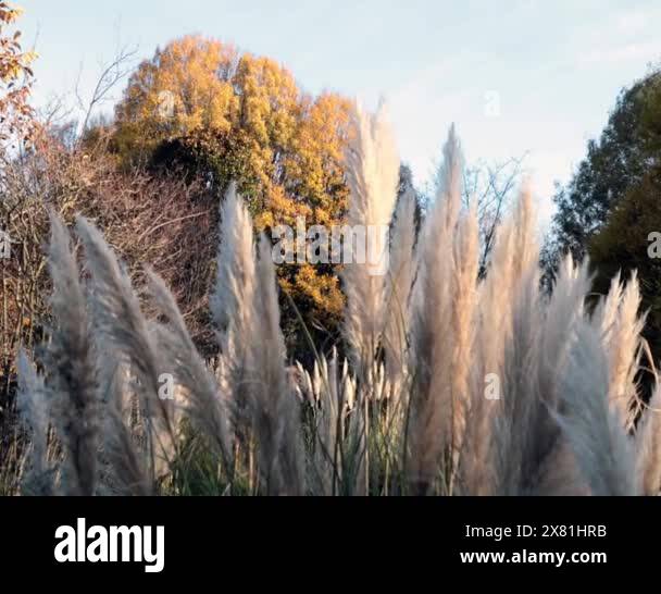 The movement of the flowers of the pampas grass in the morning at park ...