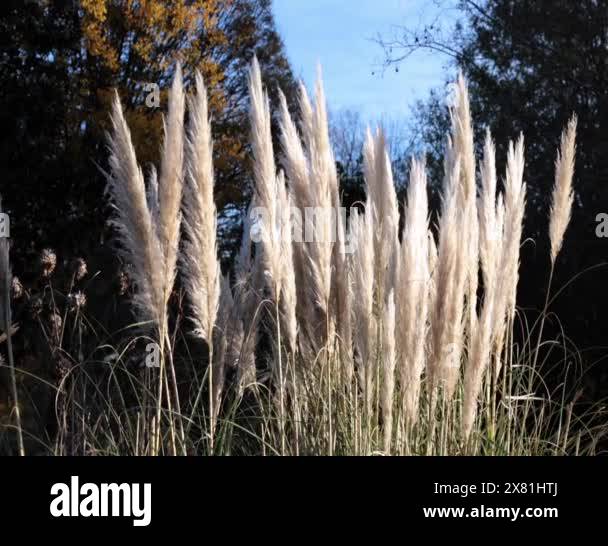 The movement of the flowers of the pampas grass in the morning at park ...